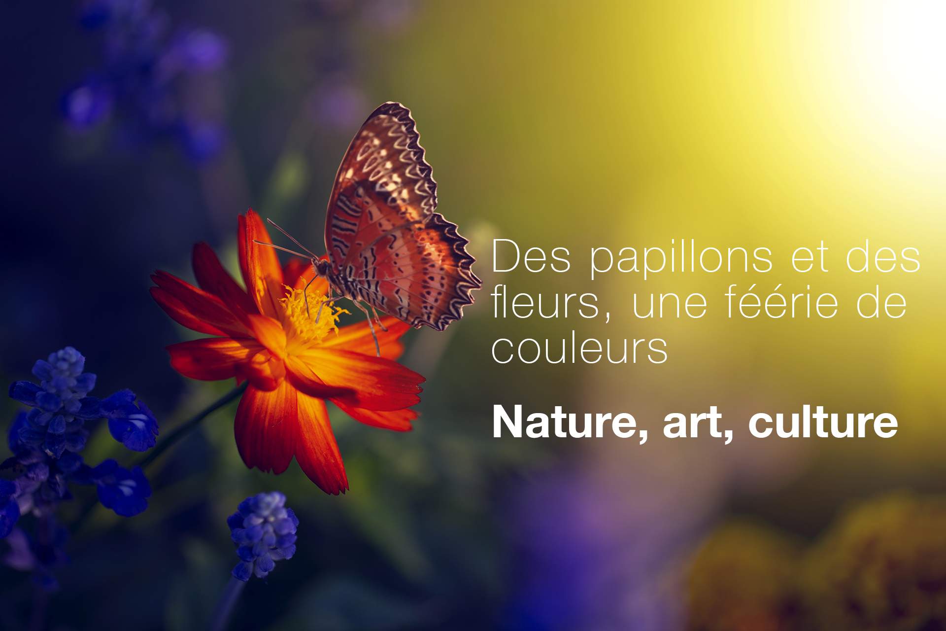 Jardins Des Papillons CMP Ressourcerie Jardins Des Papillons CMP Ressourcerie